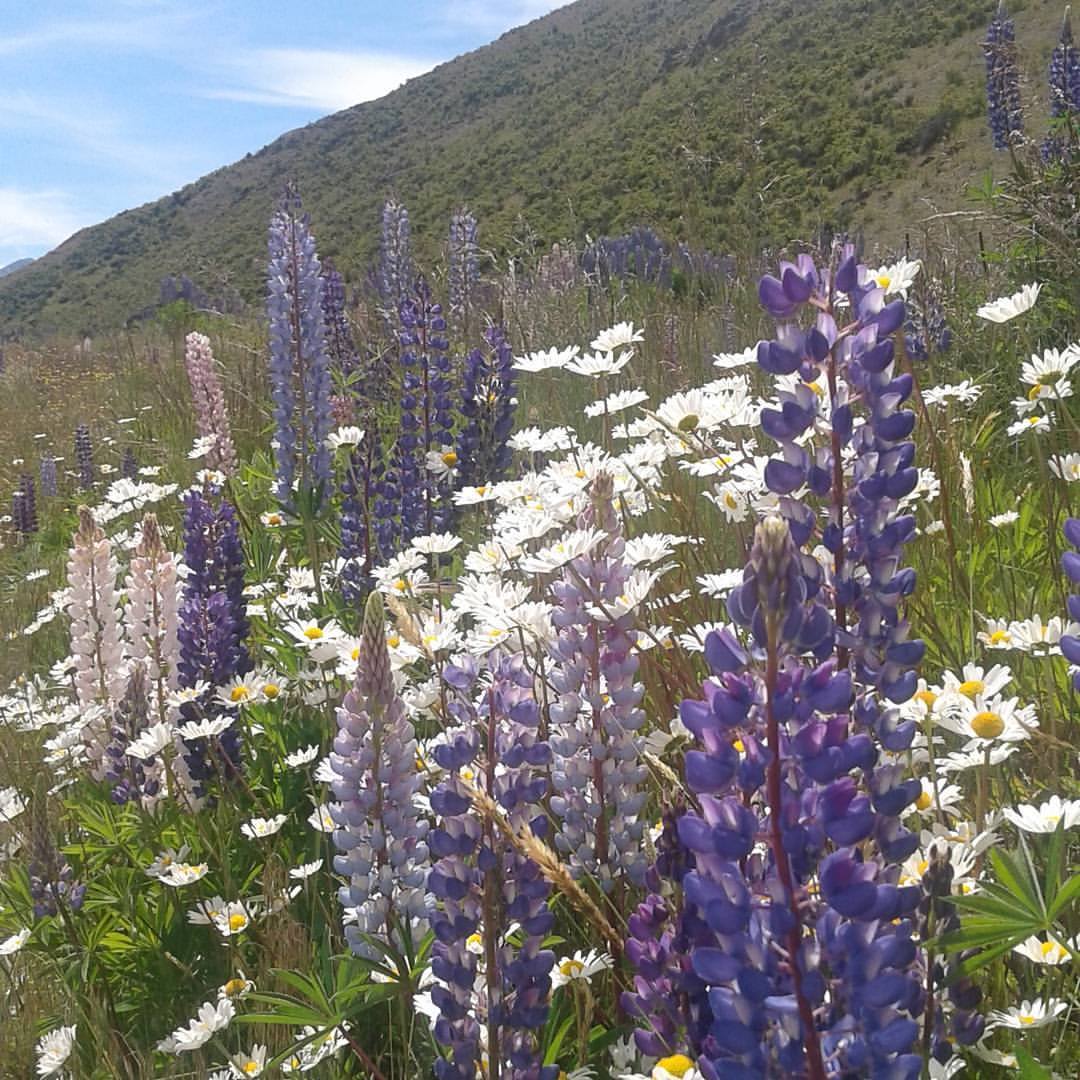Local Wildflowers | Alpine Blooms