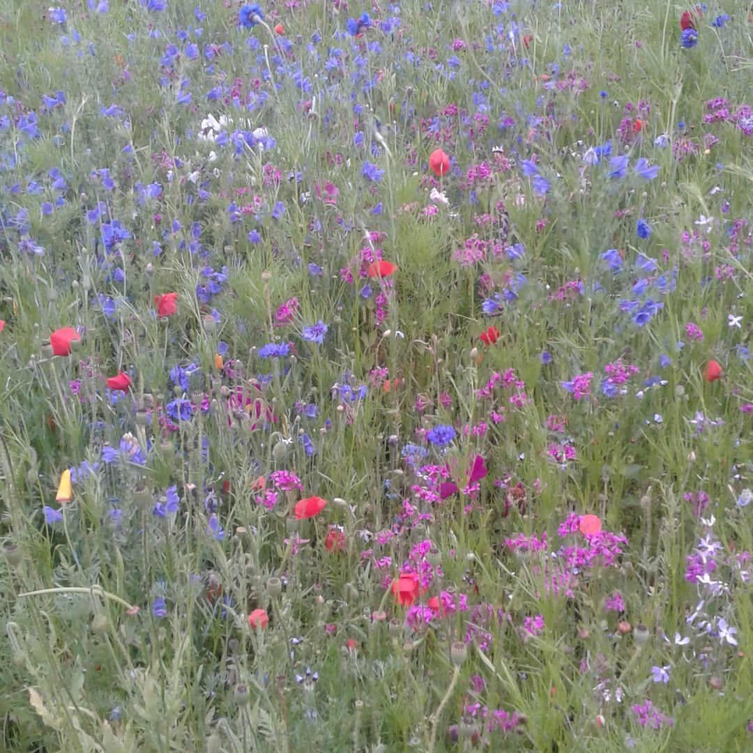 Local Wildflowers | Alpine Blooms
