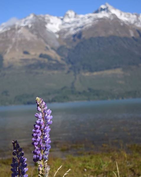 Local Wildflowers | Alpine Blooms